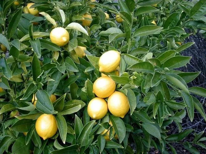 Pruning Lemon.