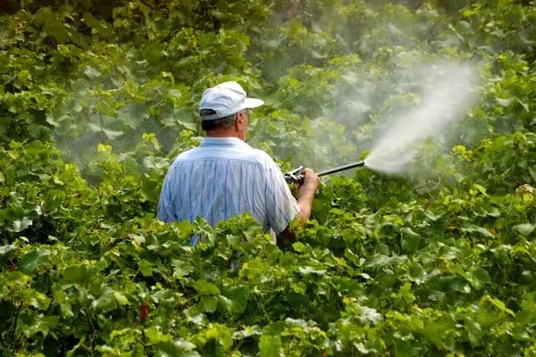Spraying Plantation