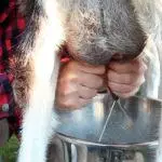 Neden Keçiler Süt Tuzlu: Nedenleri ve Nasıl Yapılır? 3492_3