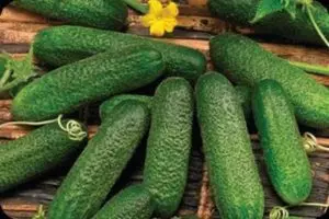 Priskribo de la Cudrod Cucumber-grado, ĝiaj karakterizaĵoj kaj kultivado