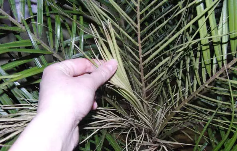 Zmiznutie palmy