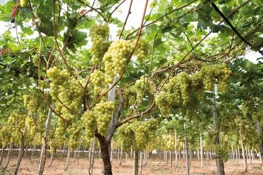 Uvas maduras