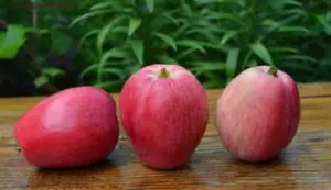 Karakteristik utama dan deskripsi dari berbagai pohon apel musim panas bergaris, subspesies dan distribusinya di daerah