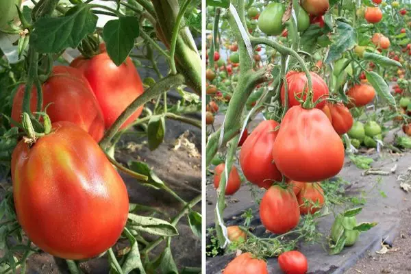 Põõsased tomati.