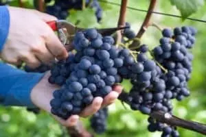 Opis i charakterystyka odmian winogron Muromets, plusy i minusy, rosnące zasady