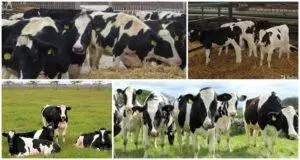 Definice kuřat krav v chovu zvířat a jaký věk je to, jak si vybrat