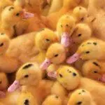 Što trava možete dati patke: ono što jedu i vole hraniti ga je nemoguće 3511_4