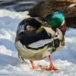 Што тревата може да им даде патки: она што го јадат и сакаат да го хранат е невозможно 3511_8