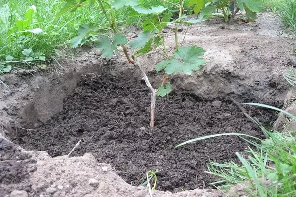 Growing vīnogas