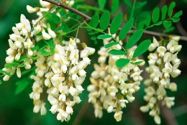 Flowering Acacia
