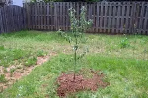 O que se pode facer se un semente de mazá rompeu e como gardar a árbore, consellos de xardineiro