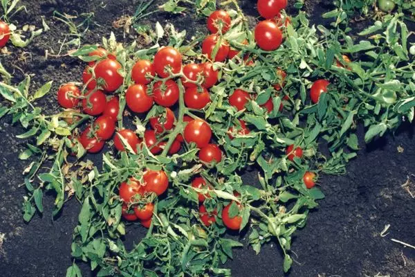 Marciau tomatos