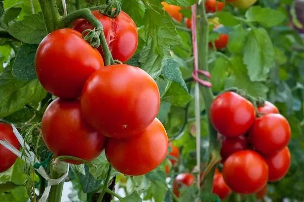 Tomatos ar ganghennau