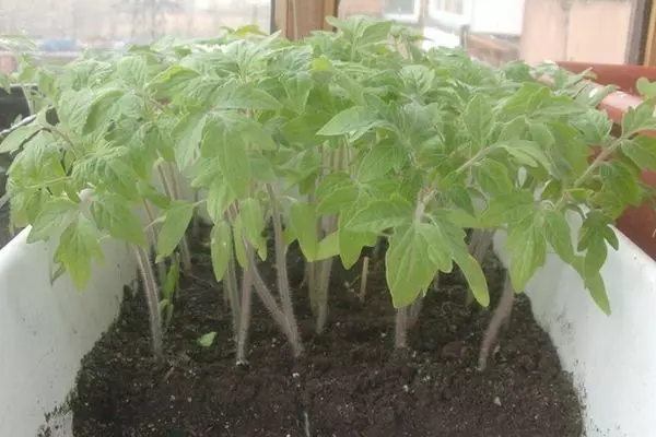 Seedling Tomate