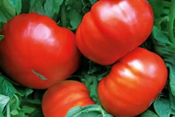 Handiko tomateak