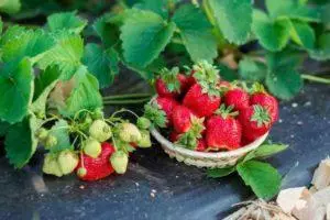 Lisi o le sili fugcides mo le togafitia o strawberries ma strawberries