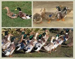 Opis i karakteristike Bashkir pasmine patke, prednosti i nedostaci