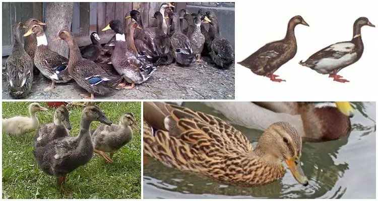 अनेक ducks