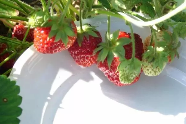 Nyekundu strawberry.