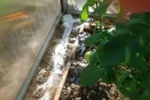 Hoe om vinnig van miere in 'n kweekhuis met komkommers ontslae te raak, wat om te doen?