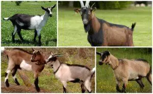アルパイン品種のヤギの説明と特徴、育種の特徴