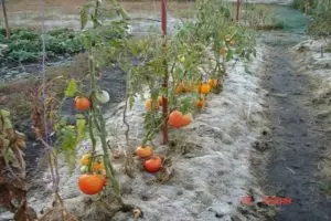 Peraturan untuk tomato yang semakin meningkat di Siberia dan varieti terbaik untuk keadaan yang teruk