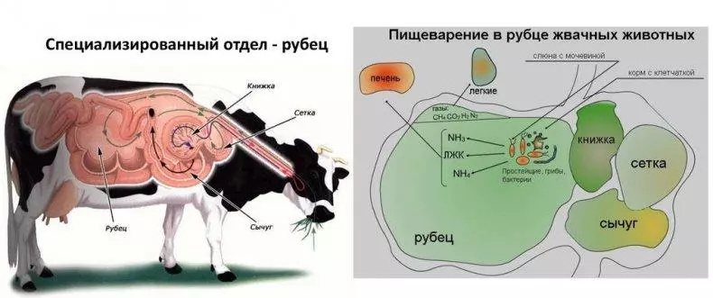 шлунок корови