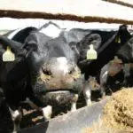 Zakaj krava teče slina: razloge in kaj storiti, če je pena iz ust 3546_7