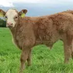 Miks lehm voolab sülje: põhjused ja mida teha, kui suust on vaht 3546_8