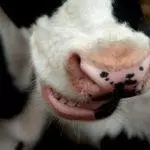 Miért áramlik a tehén a nyál: okok és mit kell tennie, ha van egy hab a szájból 3546_9