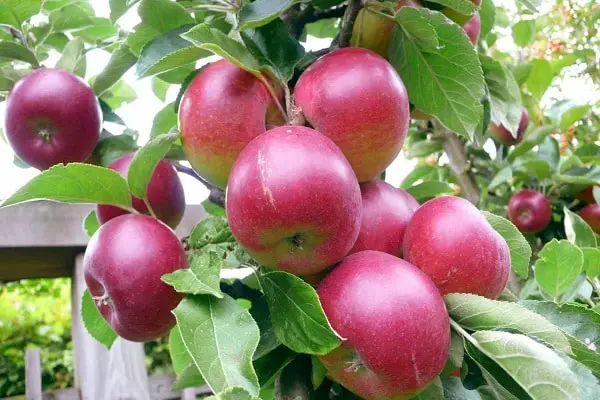 Bunch của cây táo