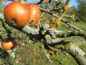 Si të shpëtojmë nga liçens në një pemë mollë, mënyrat më të mira për të luftuar dhe masa parandaluese