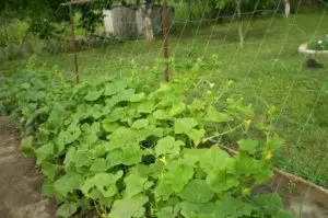 Hvordan å binde agurkene riktig i den åpne jorda med de beste måtene