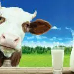 რატომ რძის სუნი ძროხა: რა უნდა გააკეთოს და როგორ ამოიღონ Stench 3553_2