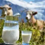 لماذا تنبعث منه الحليب بقرة: ماذا تفعل وكيفية إزالة الرائحة 3553_3