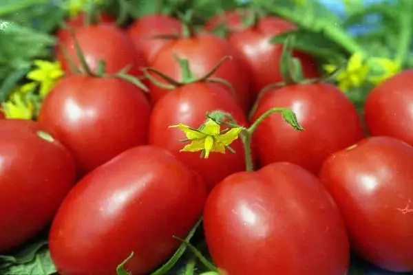 Tomatovas šķirnes