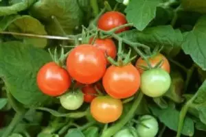 Koleksi benih varietas tomat langka dari Valentina Rishko untuk 2021
