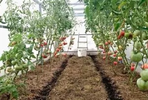 Како и како правилно му пренесуваат домати во стаклена градина и отворена почва