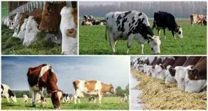 Determination of forage cows and circulating diet, consumption of feed