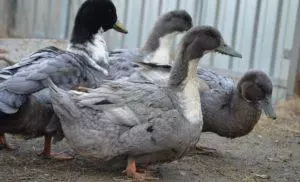 Top 7 The best breeds of meat ducks for home breeding