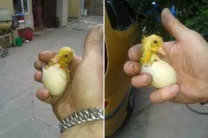 Kas see on vajalik, et aidata ducklings luuk munade inkubaator kodus
