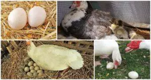 Вік, коли індоуткі починають нестися, скільки яєць дають в день і рік