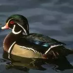 Carolinskaya duck: प्राप्त गर्ने उपस्थिति र गुणहरू जहाँ यसको आहार बस्दछ 3581_4
