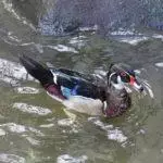 Carolinskaya Duck: ลักษณะและลักษณะของสายพันธุ์ที่มีชีวิตอยู่ 3581_5