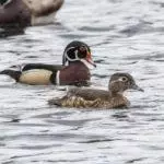 Carolinskaya Duck: ลักษณะและลักษณะของสายพันธุ์ที่มีชีวิตอยู่ 3581_7