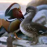 Carolinskaya Duck: Vzhled a charakteristiky plemene, kde žije 3581_8