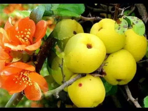 Jaapani Quince