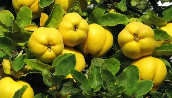 I-Chinese quince