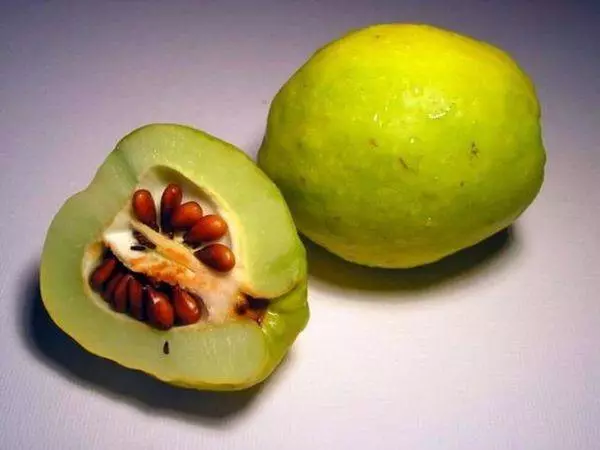 Kinesisk Quince.