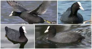 Navê Black Duck bi Beak Spî û Habeta wê, Diet û dijminan